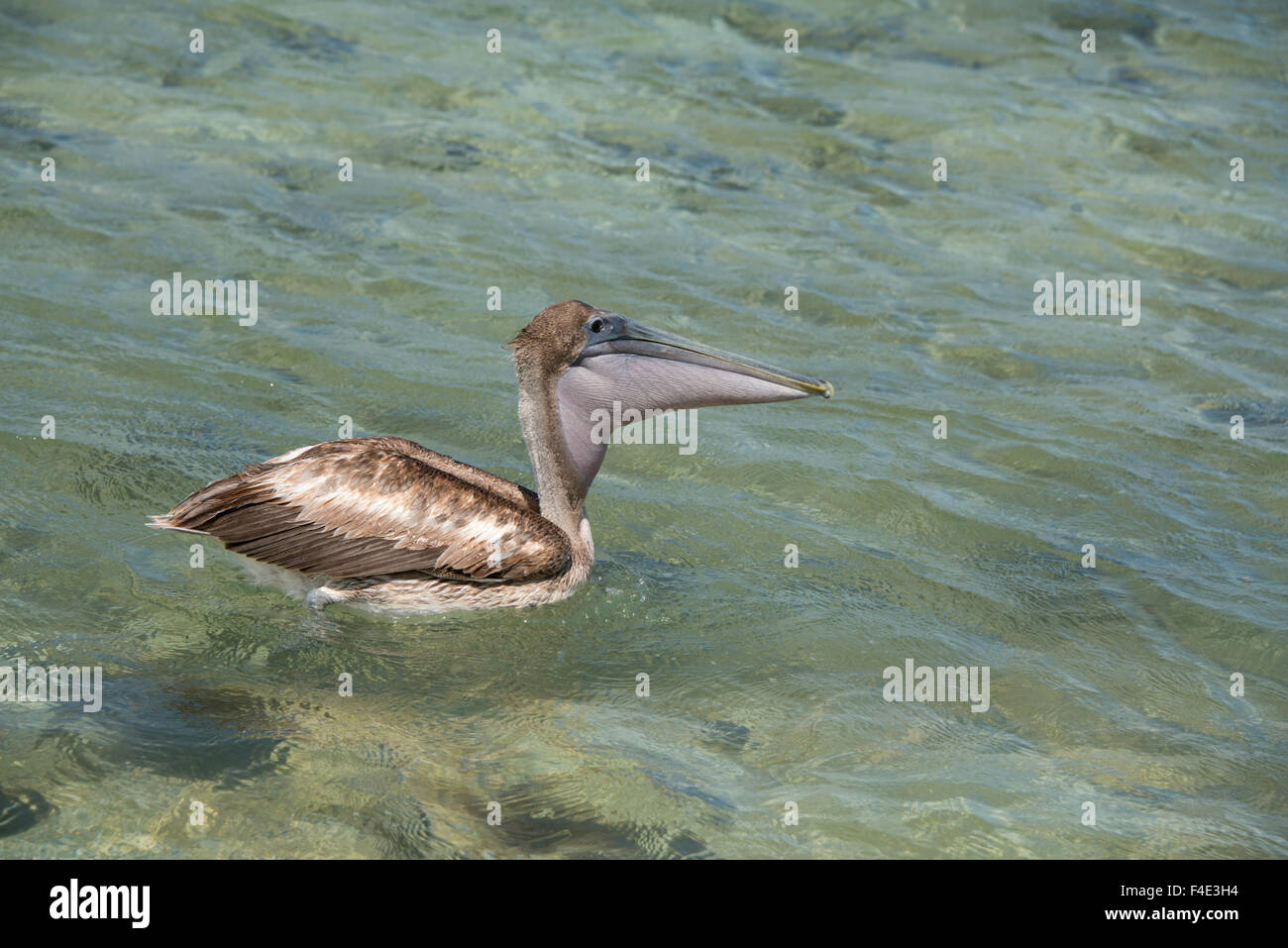 Belize, Stann Creek District. Laughing Bird Caye National Park. Brown ...