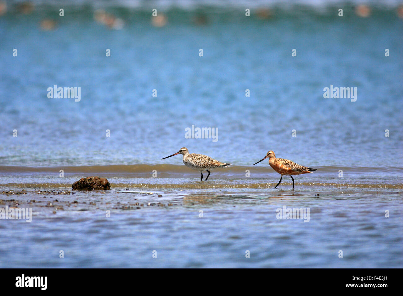 Bar tailed godwit godwit hi-res stock photography and images - Alamy