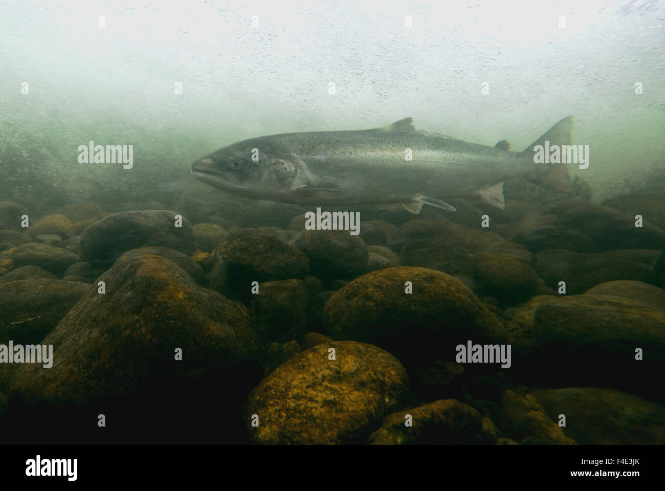 Atlantic salmon underwater hi-res stock photography and images - Alamy