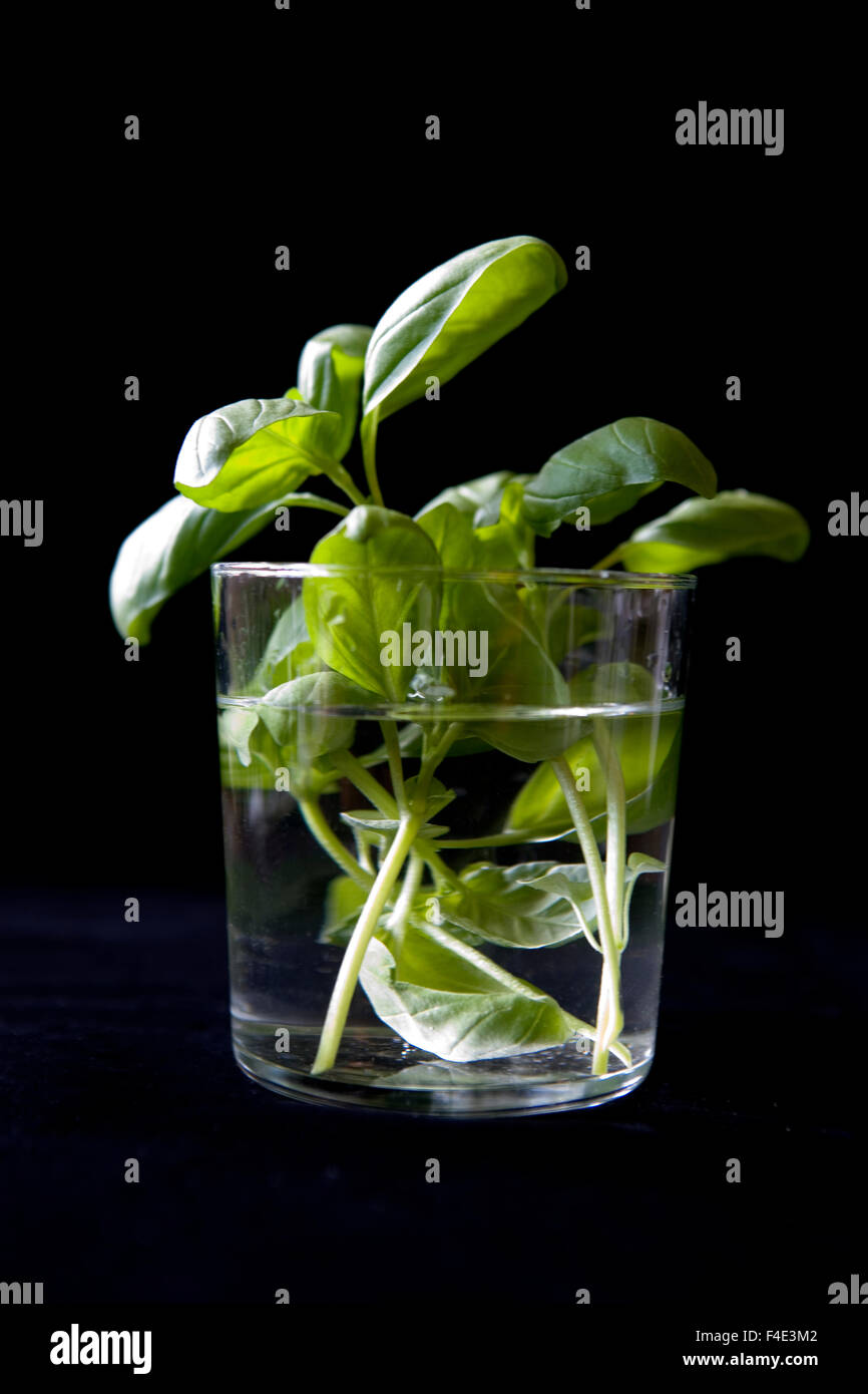 Sweet basil against black background, Sweden Stock Photo - Alamy