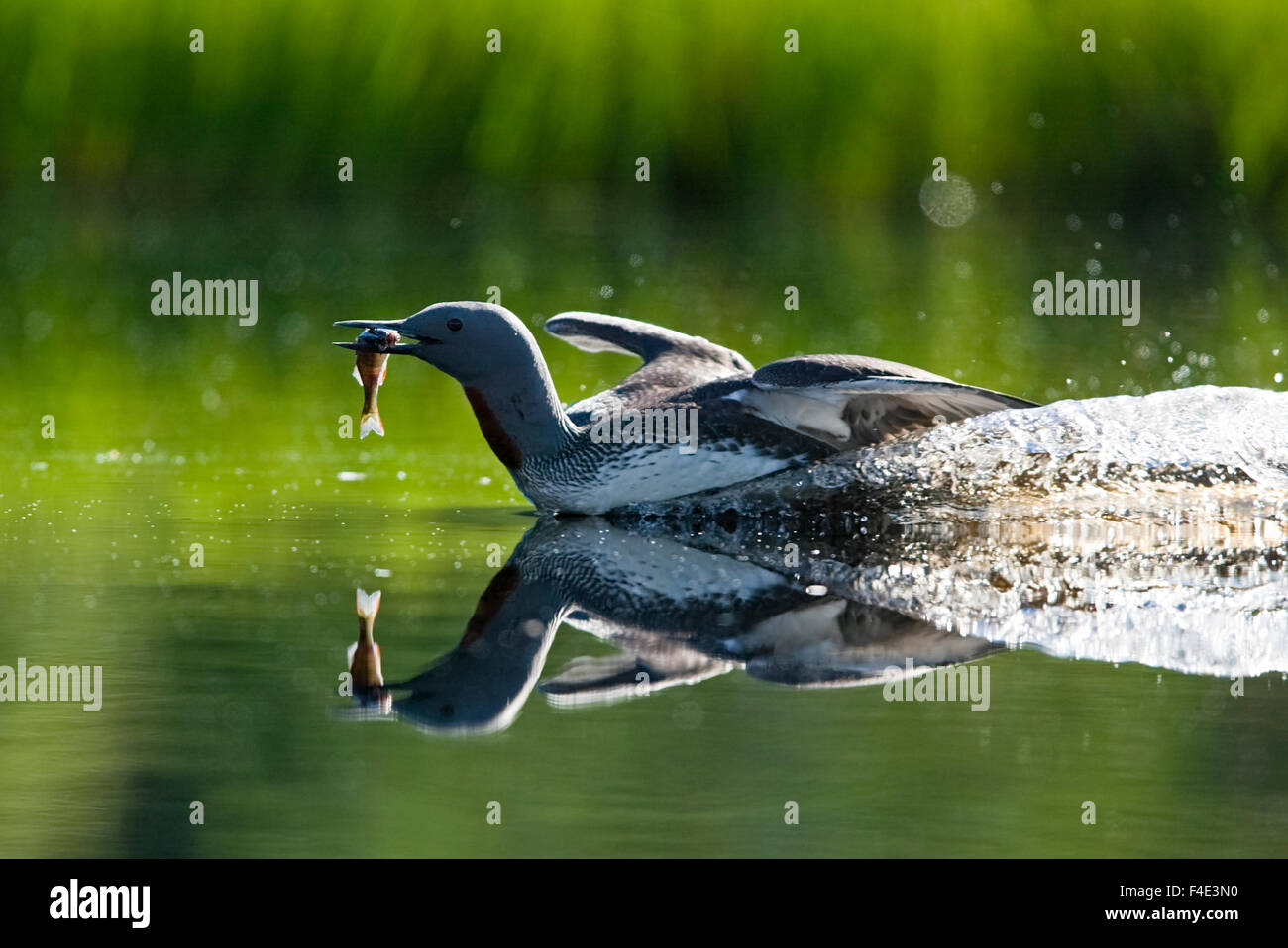Red-throated loon in water, Sweden Stock Photo - Alamy