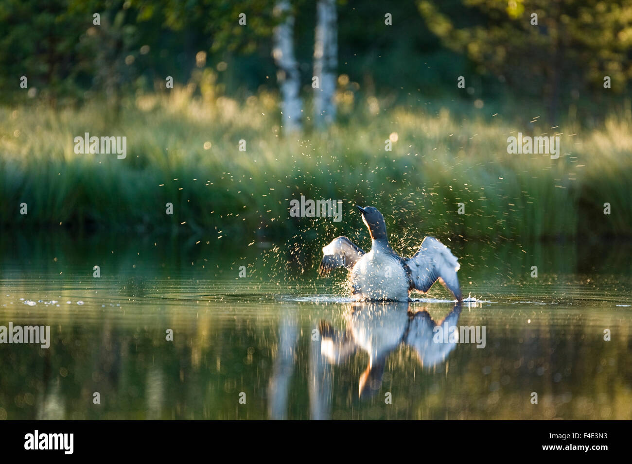 Red-throated loon in water, Sweden Stock Photo - Alamy