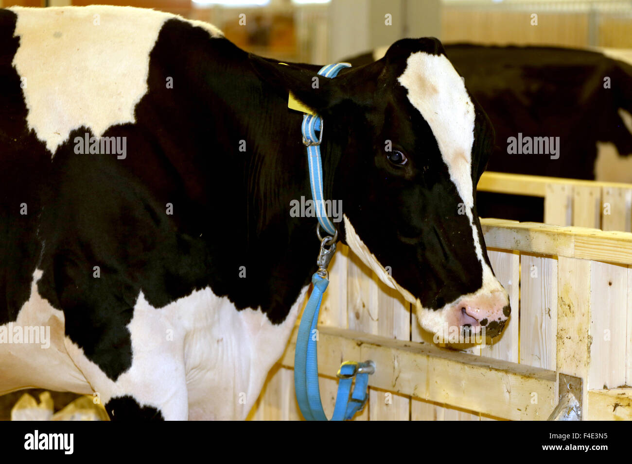 Head shot of a friesian cow in the barn Stock Photo - Alamy