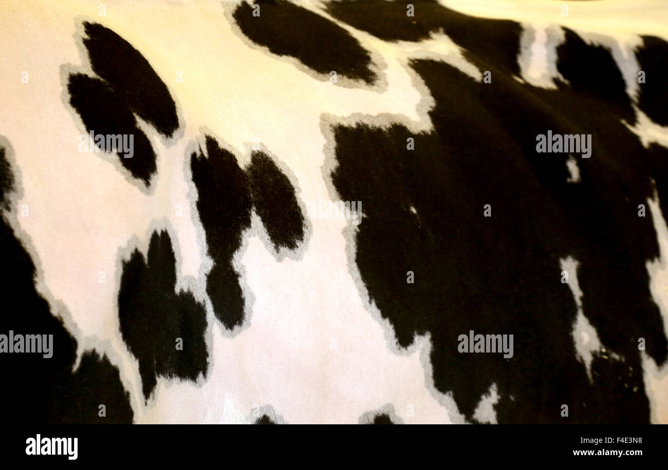 Close up fragment of a skin of a friesian cattle cow Stock Photo - Alamy