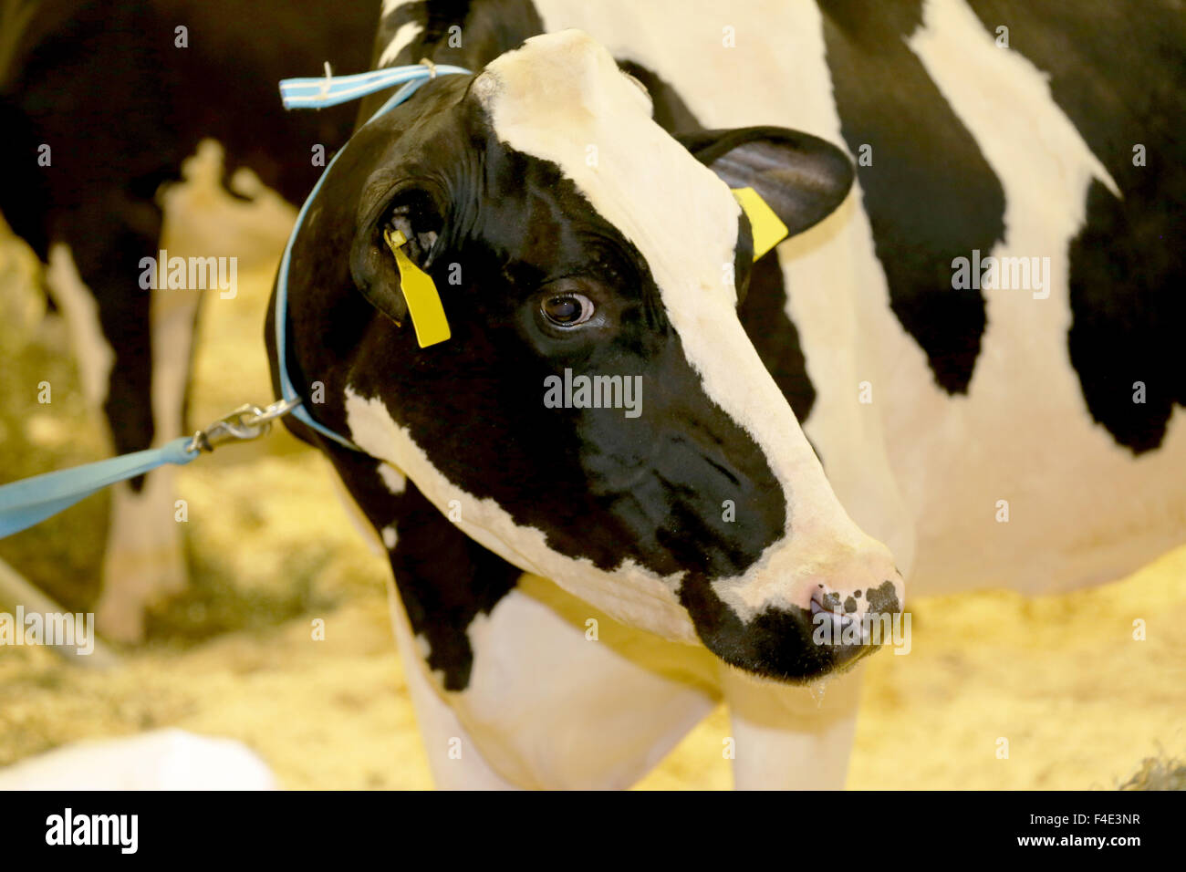 Holstein friesian cow shed hi-res stock photography and images - Alamy