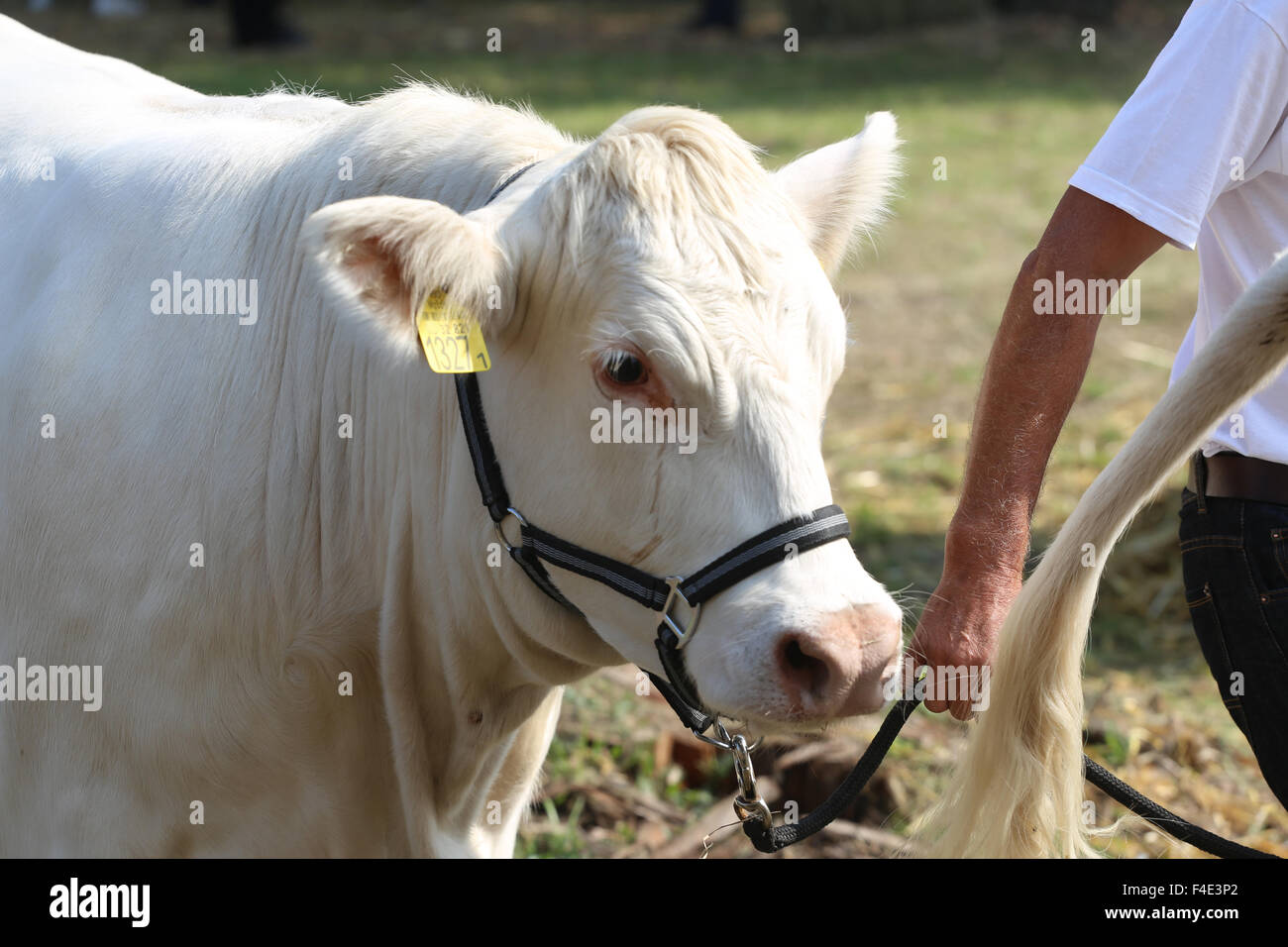 Young cattle cow with her breeder on farmland Stock Photo - Alamy