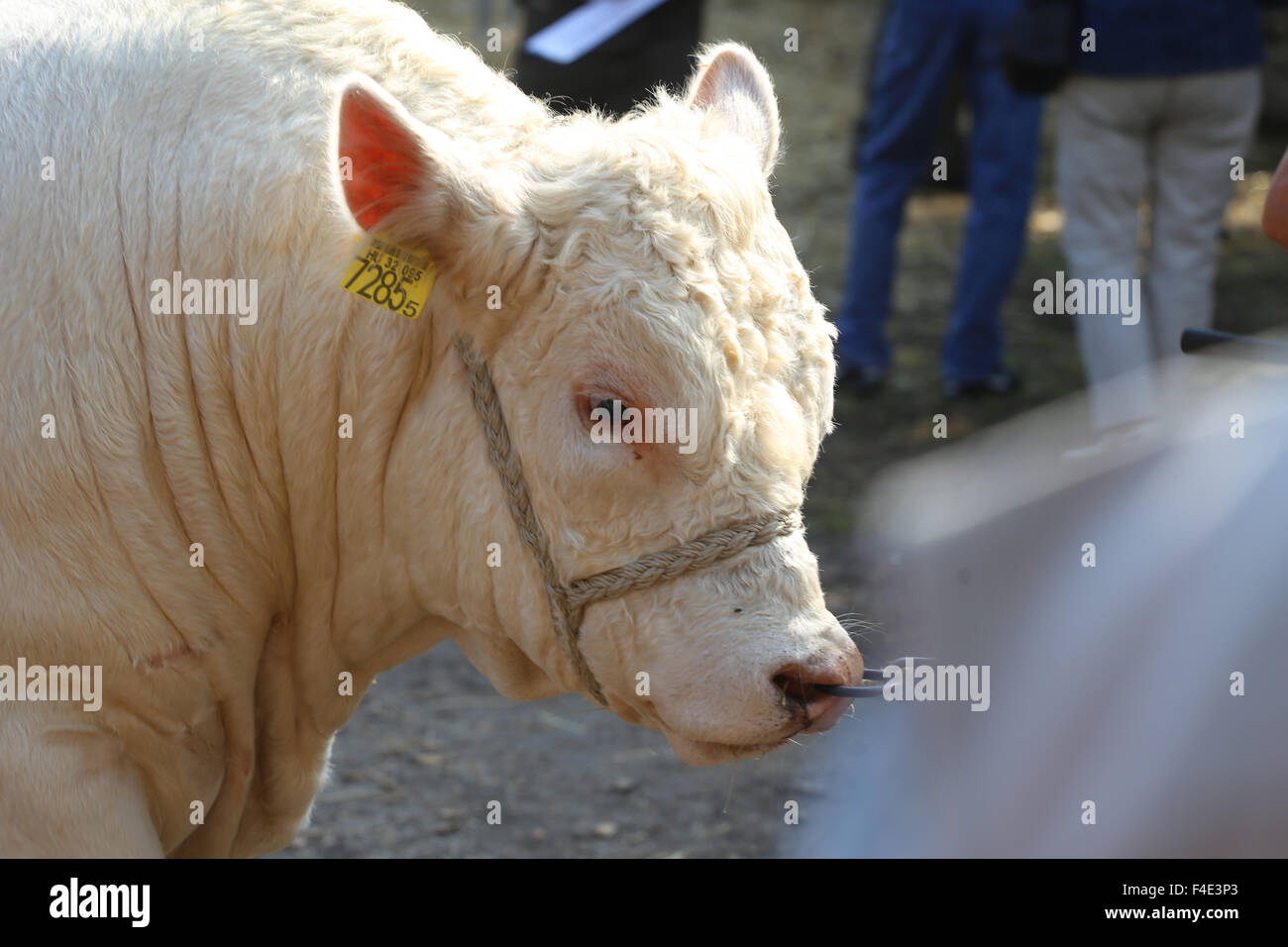 Head shot of a young cattle bull Stock Photo - Alamy
