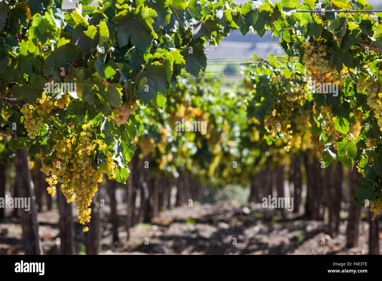 Chile, Elqui Valley, El Tambo, vineyard with grapes used in the ...