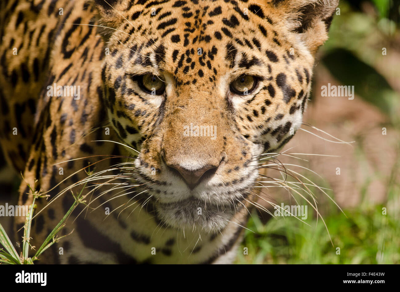 Belize, District of Belize, Belize City, Belize City Zoo. Jaguar ...