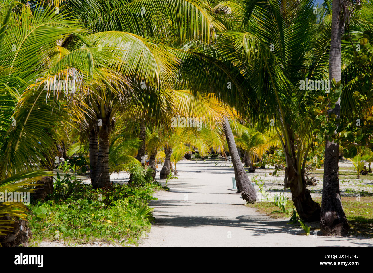 Belize, Stann Creek District. South Water Caye (UNESCO), 12-acre ...