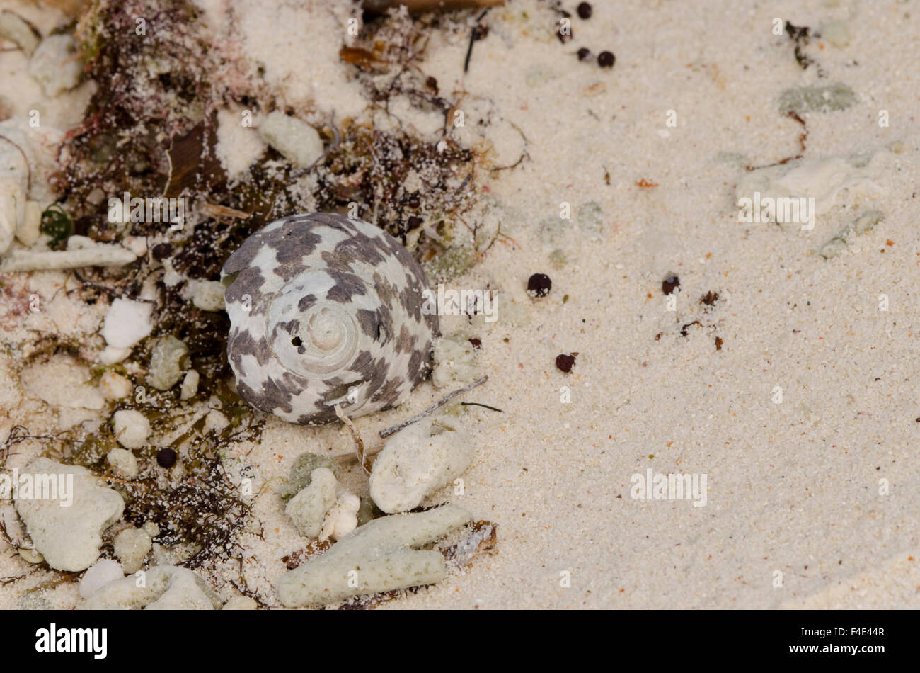Belize, Caribbean Sea, Stann Creek District near Placencia. Laughing ...