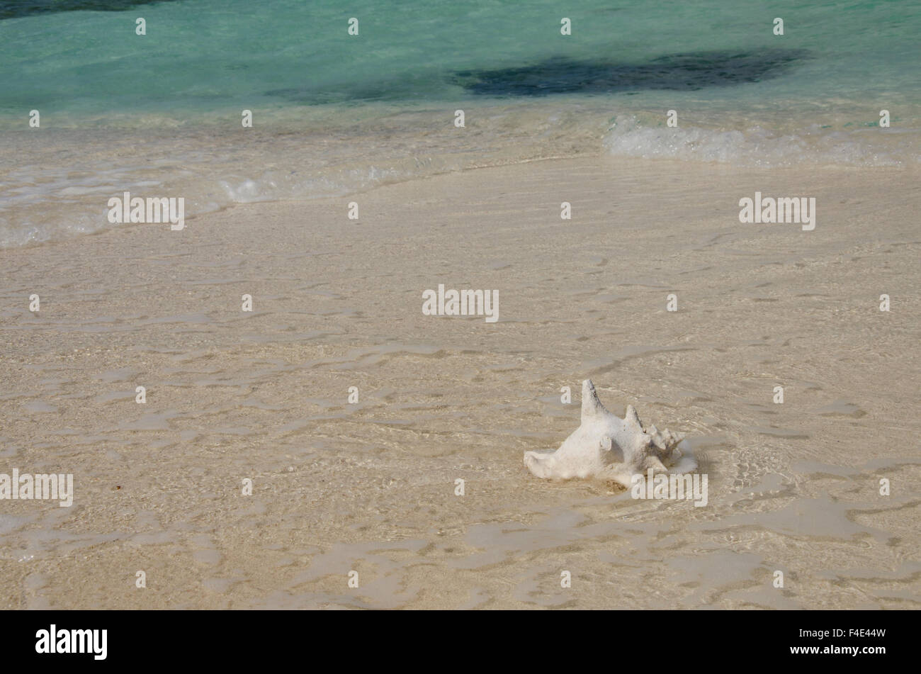 Belize, Caribbean Sea, District of Belize. Goff Caye, popular Barrier ...