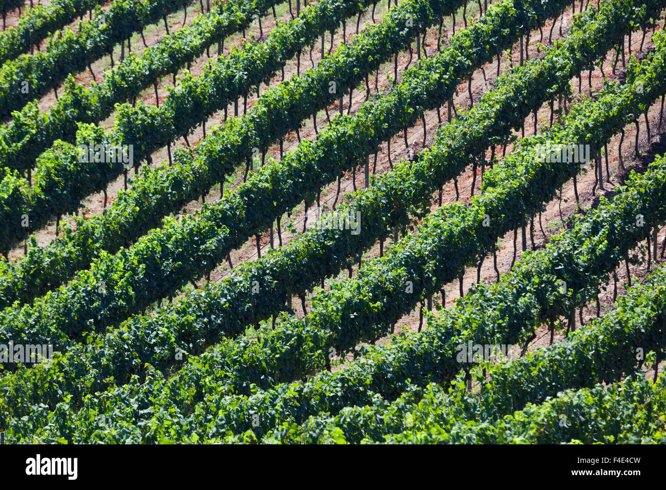 Chile, Casablanca, Vina Veramonte winery, vineyard detail Stock Photo ...