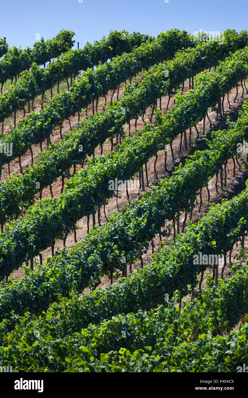 Chile, Casablanca, Vina Veramonte winery, vineyard detail Stock Photo ...