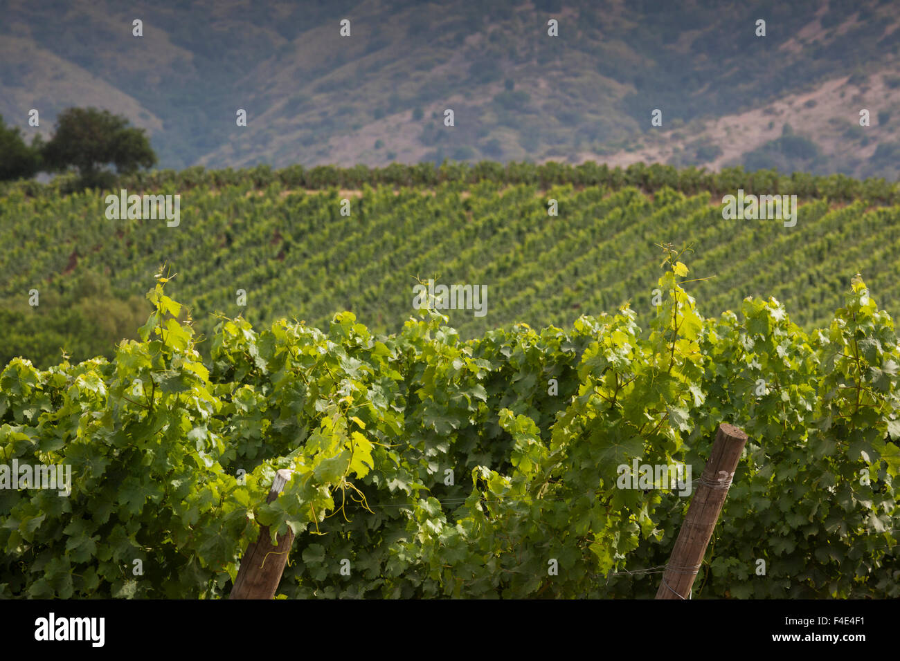 Chile, Rosario Arriba, Vina Matetic winery, vineyards Stock Photo - Alamy