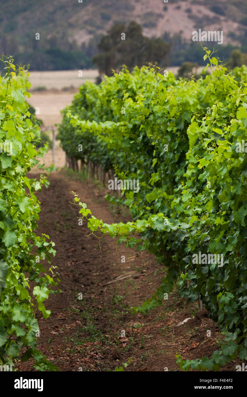 Matetic winery hi-res stock photography and images - Alamy
