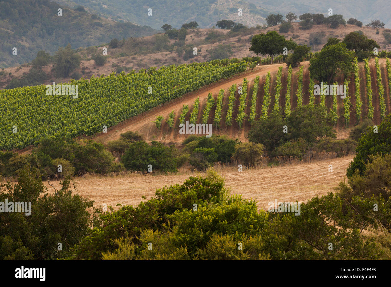 Matetic vineyards hi-res stock photography and images - Alamy