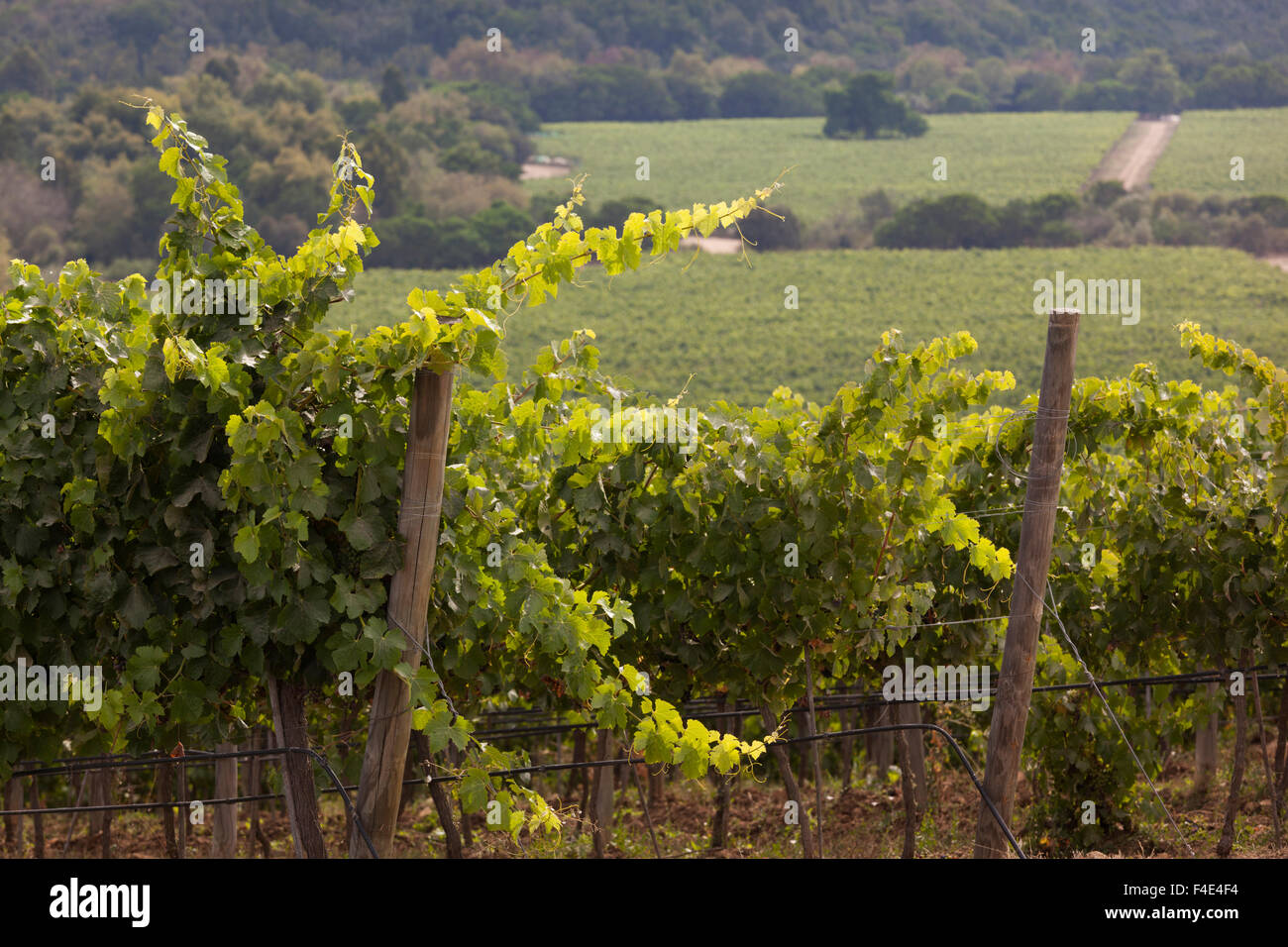 Matetic winery hi-res stock photography and images - Alamy