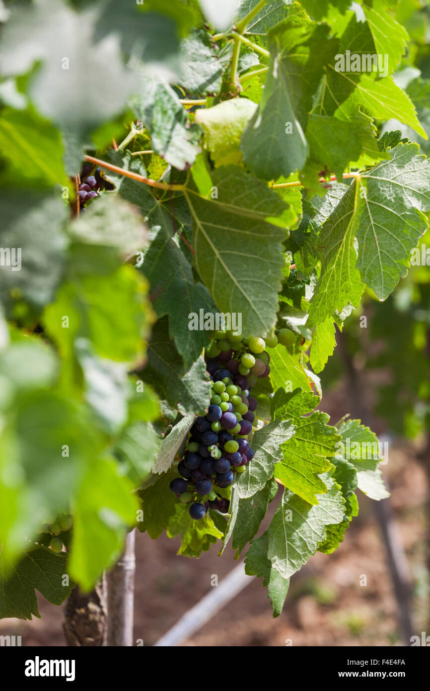 Matetic winery hi-res stock photography and images - Alamy