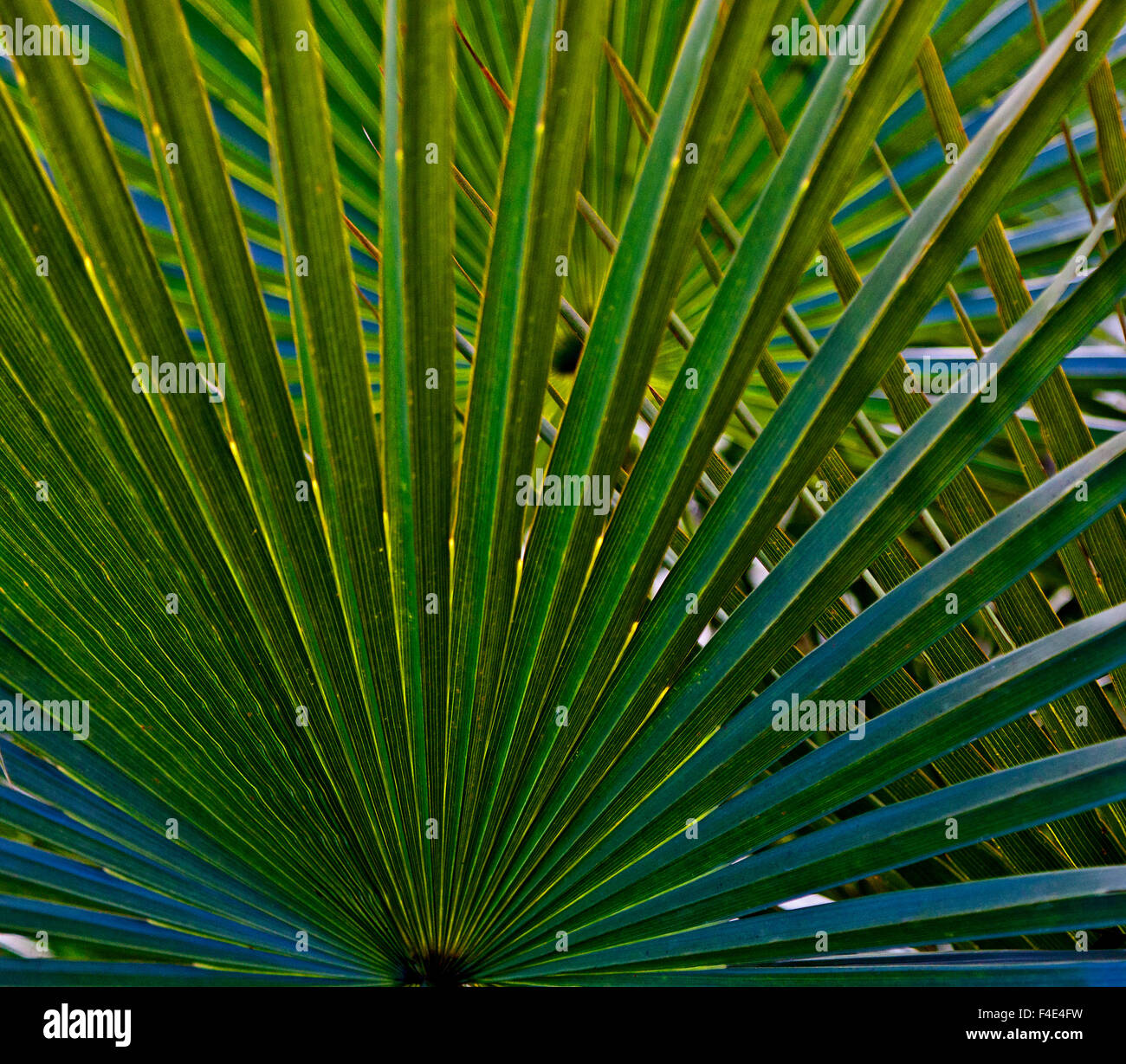 Bacab Eco Park, Belize City, Belize Stock Photo - Alamy