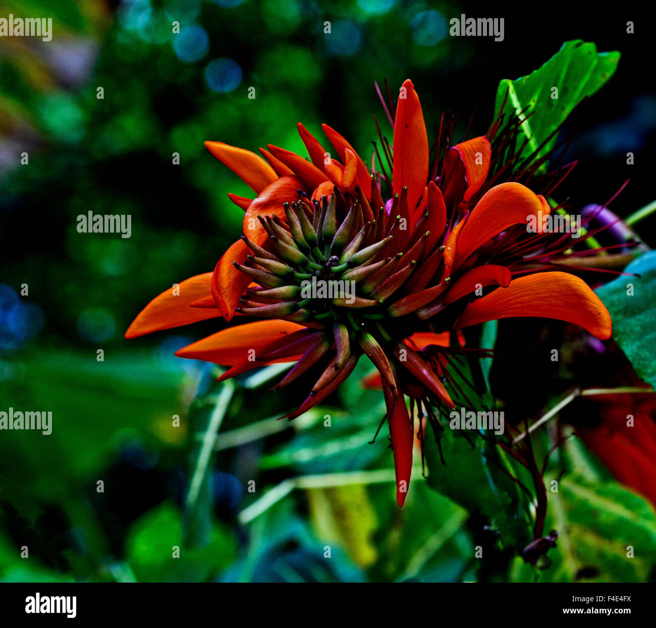 Bacab Eco Park, Belize City, Belize Stock Photo - Alamy