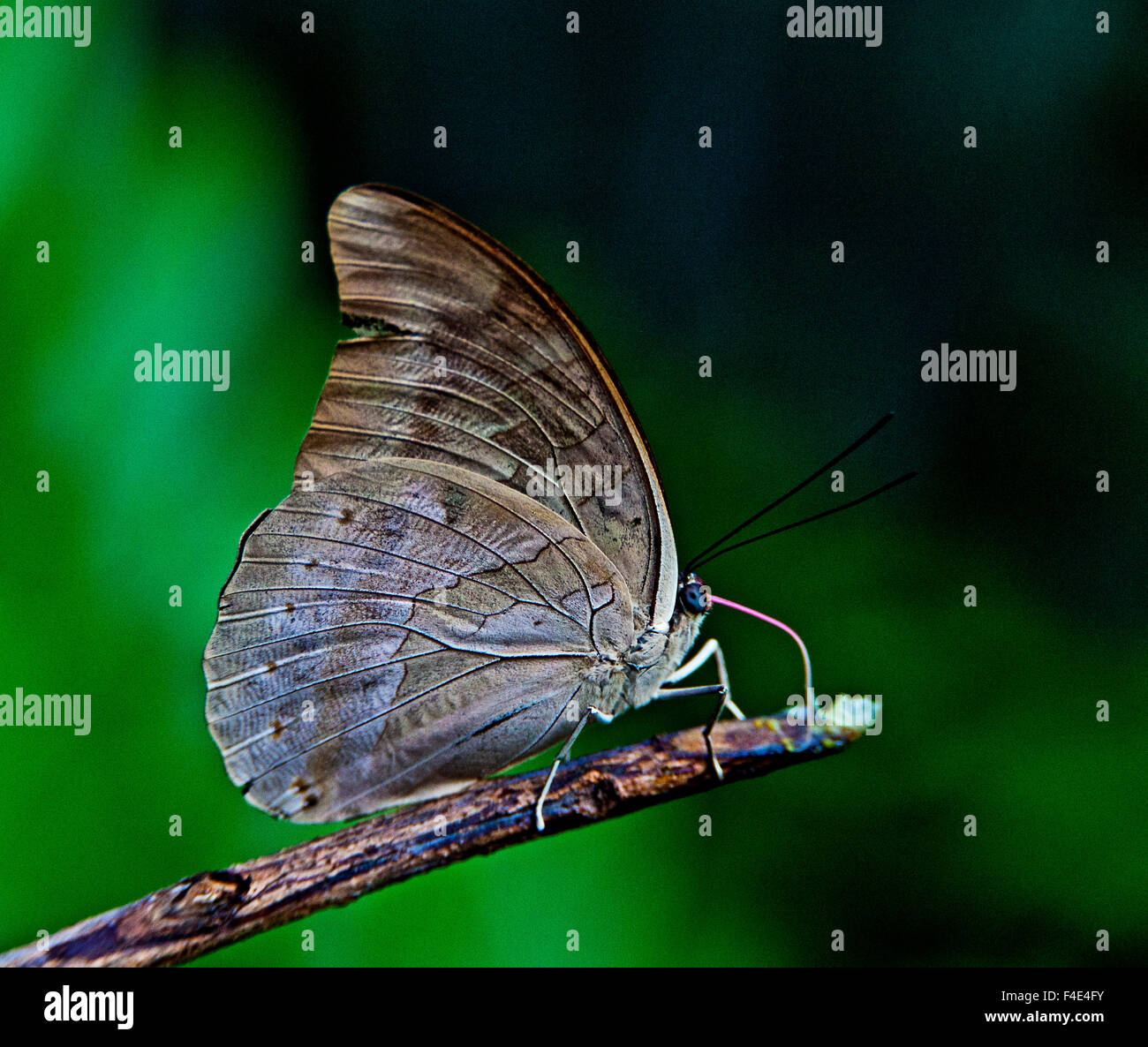 One spotted prepona butterfly hi-res stock photography and images - Alamy