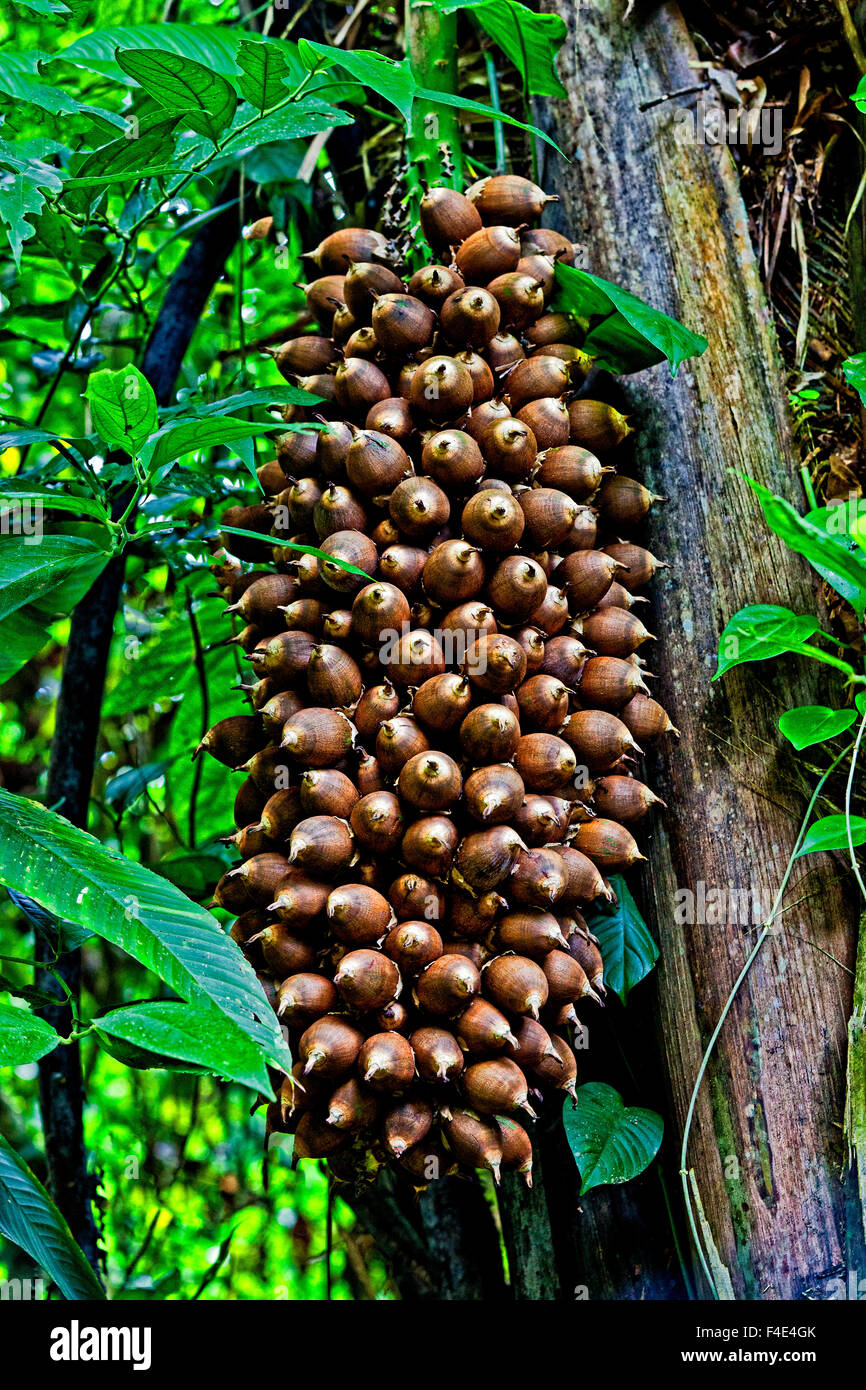 Sights from Cockscomb Basin Wildlife Sanctuary in Placencia Belize ...