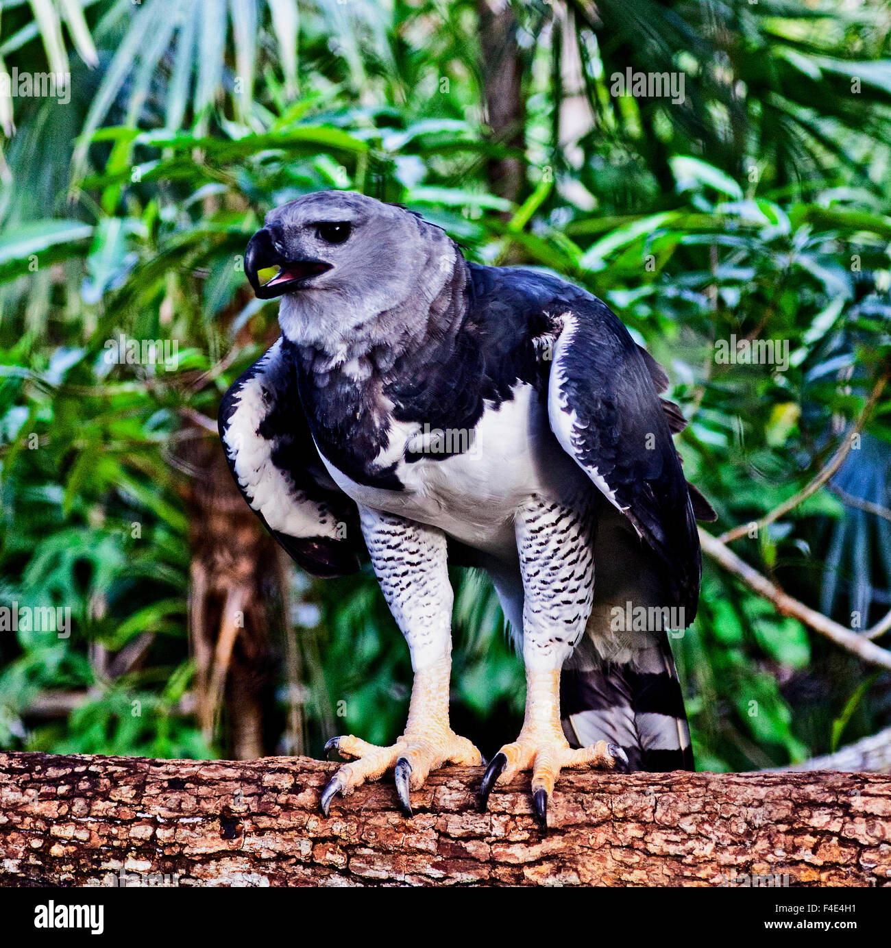 Walking around the Belize Zoo, Harpy Eagle (Harpia harpyja Stock Photo ...