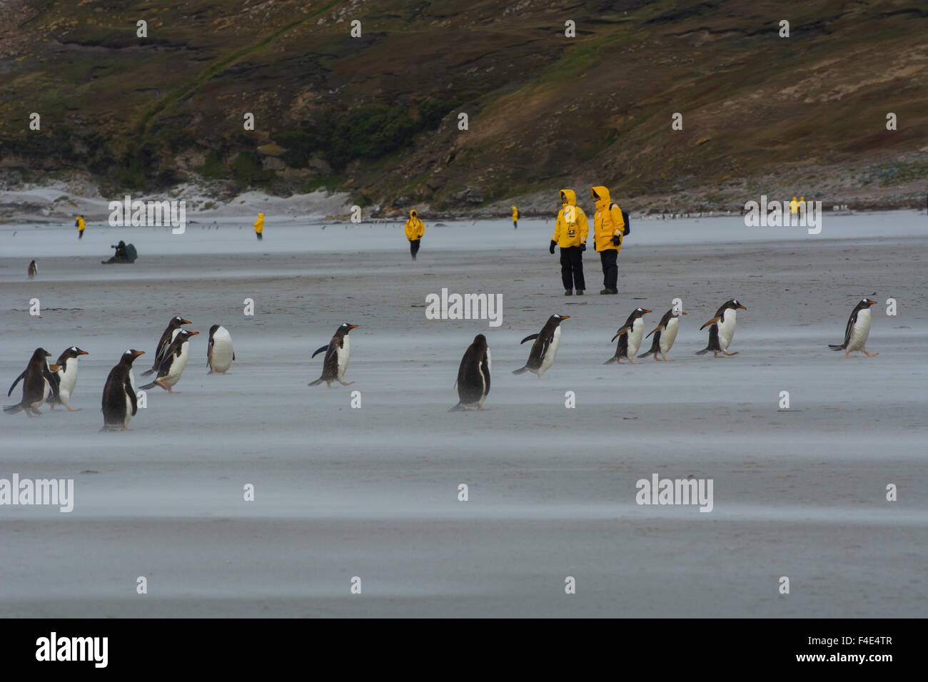 Falkland Islands. Saunders Island. Gentoo penguins (Pygoscelis papua ...