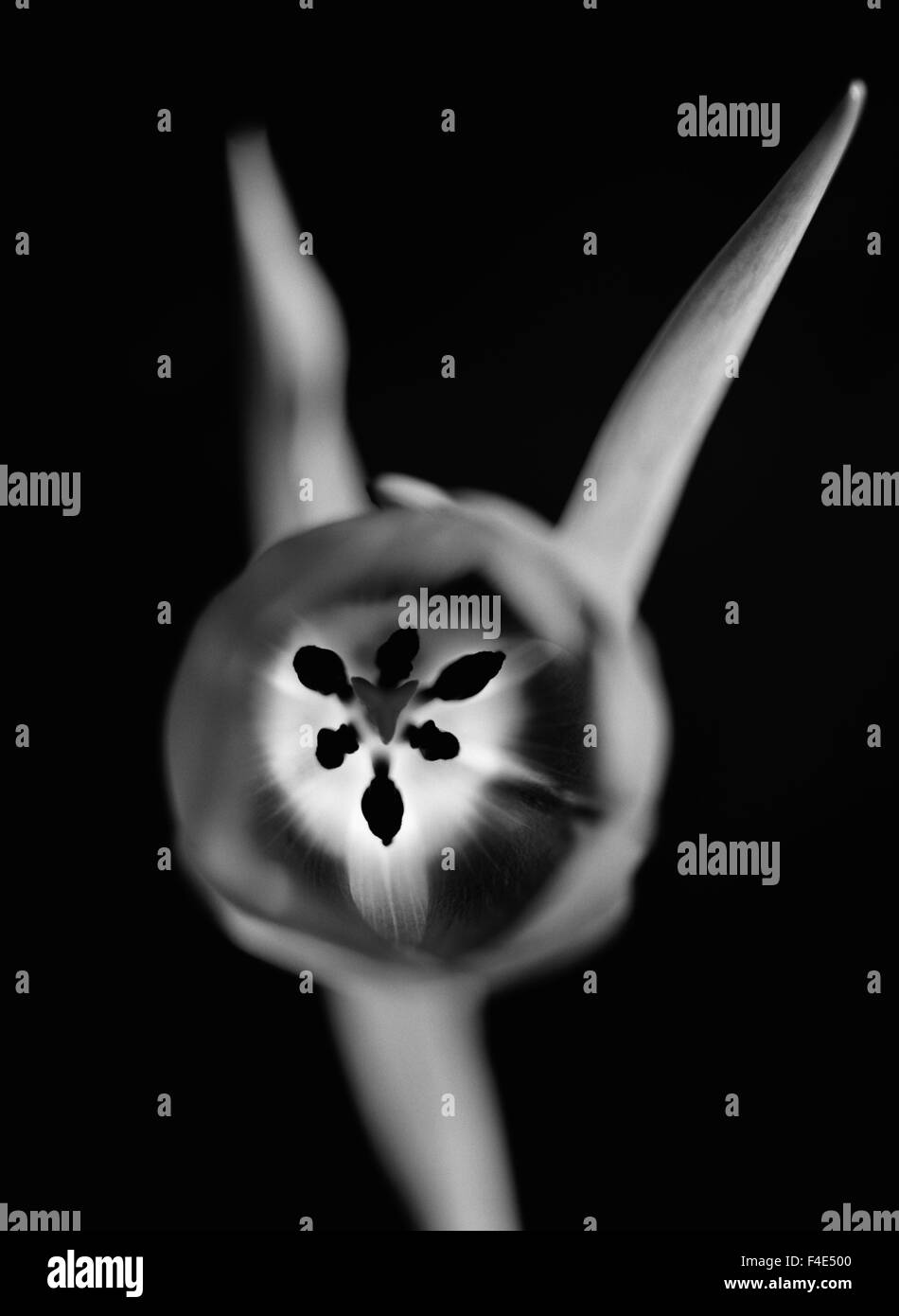 Blossoming tulip flower in Black and White Stock Photos & Images - Alamy