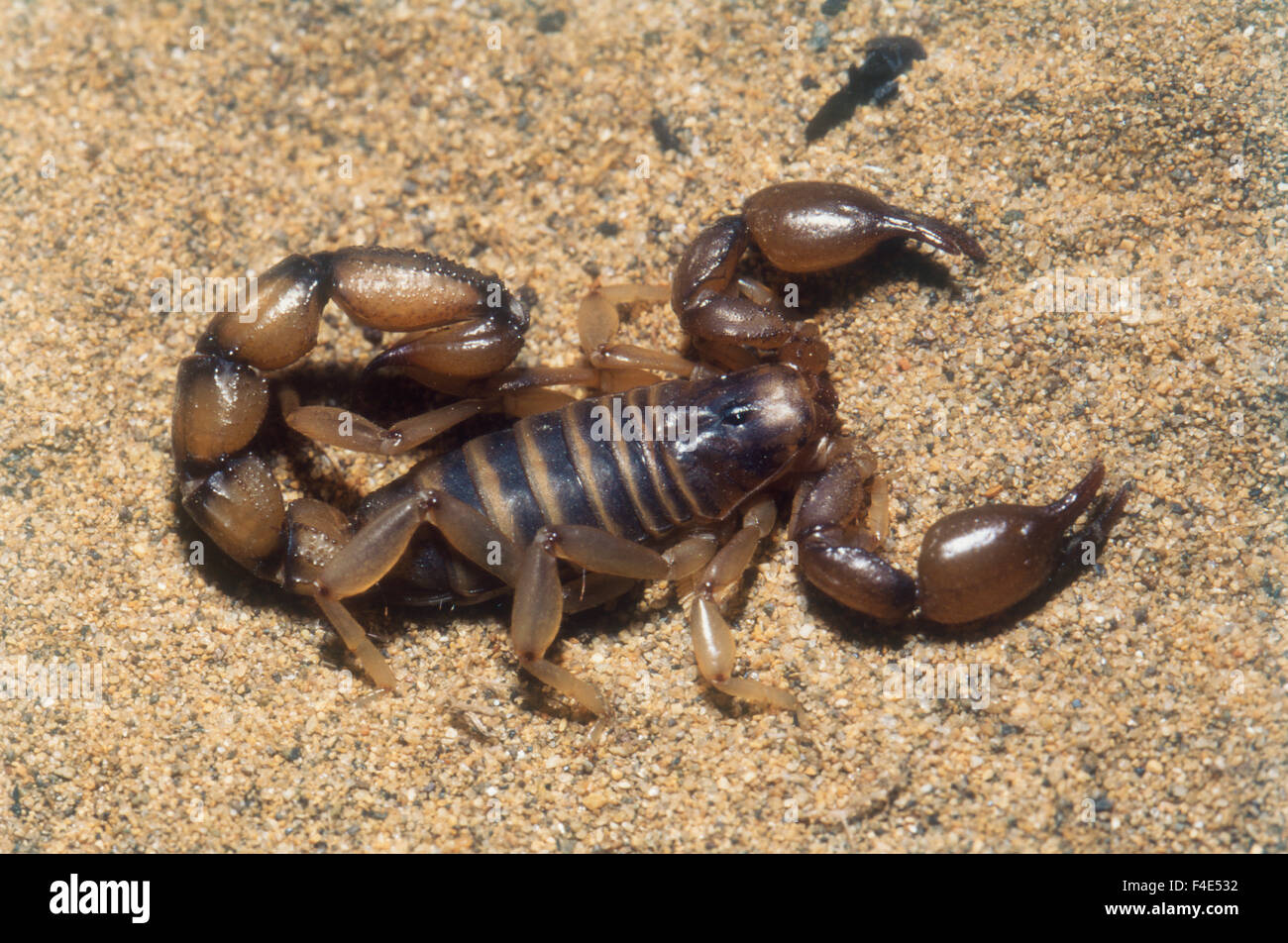 Scorpions In The Desert