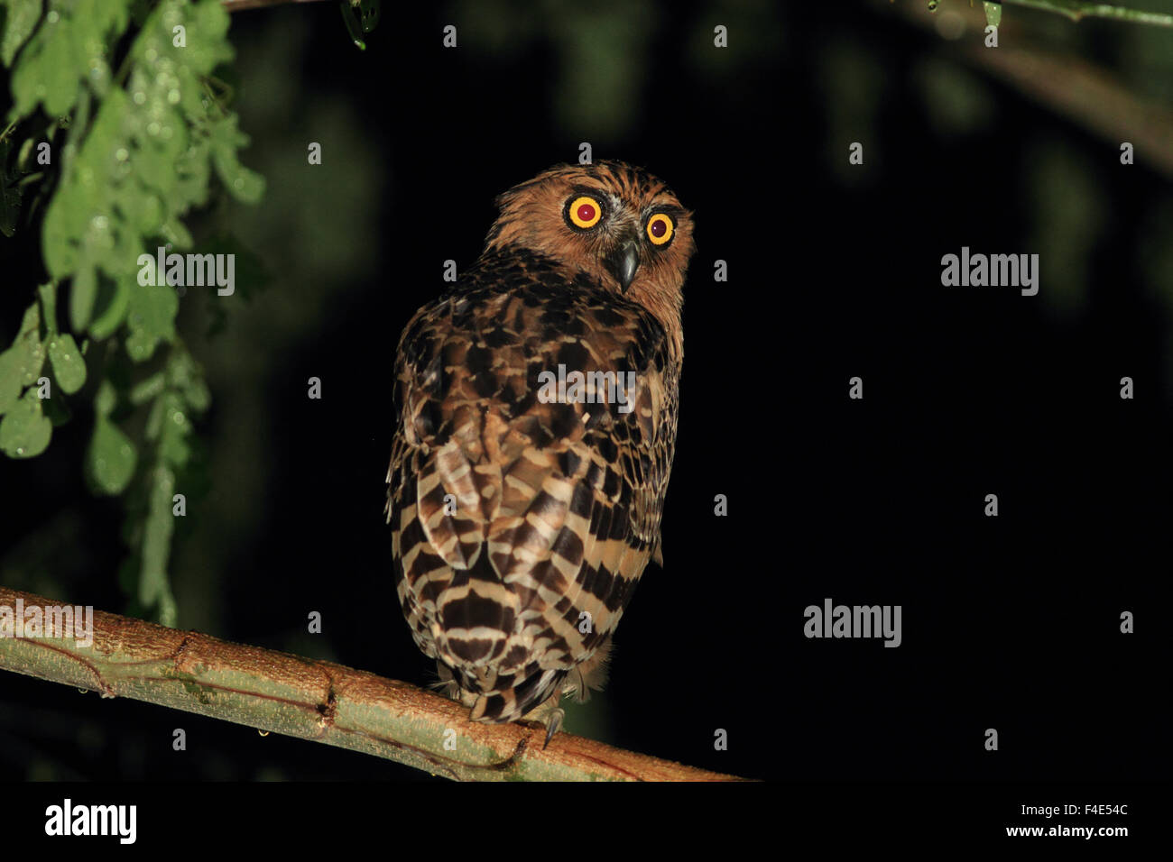 Buffy fish owl (Bubo ketupu) in Borneo, Malaysia Stock Photo - Alamy