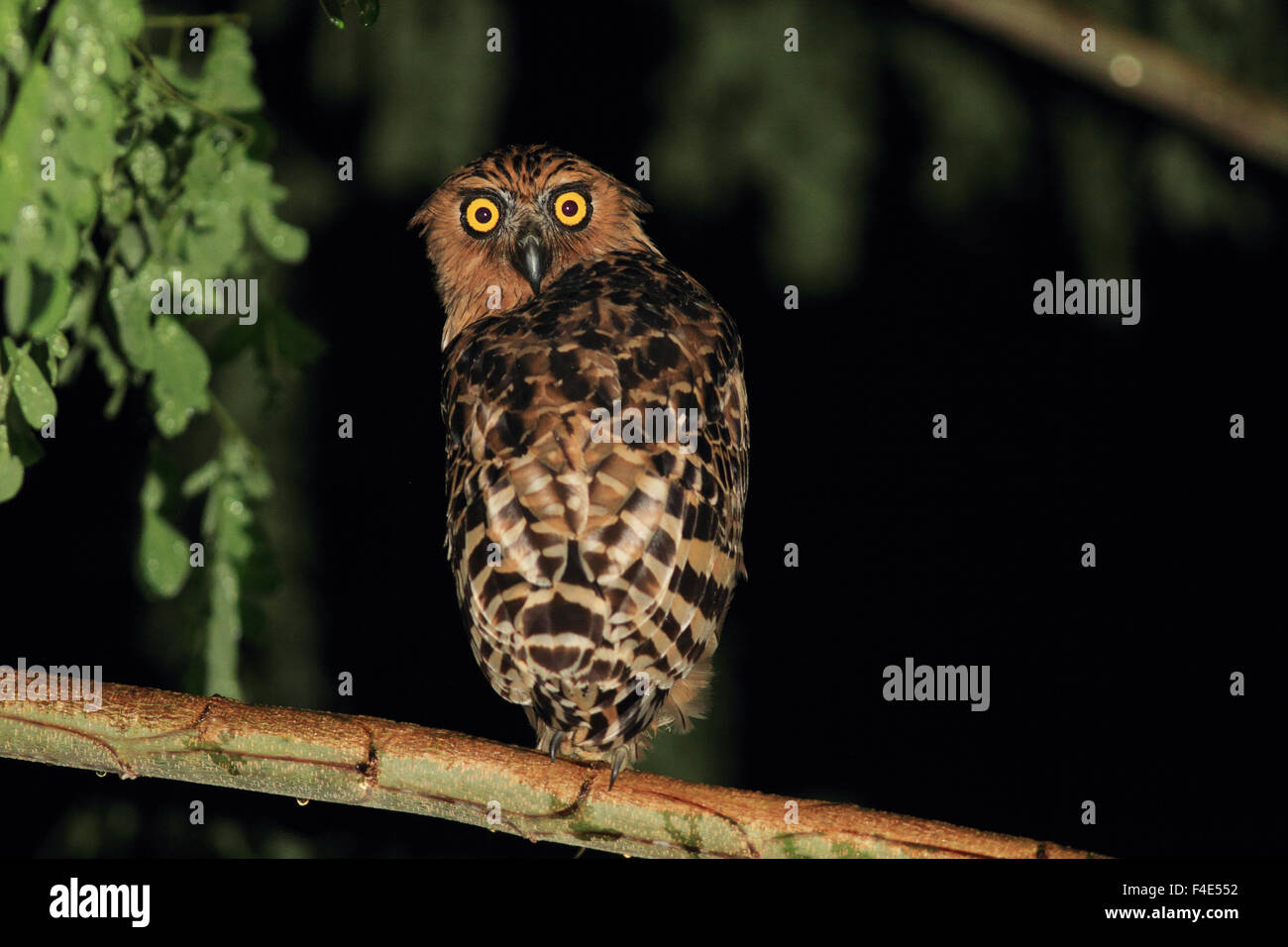 Buffy fish owl (Bubo ketupu) in Borneo, Malaysia Stock Photo - Alamy