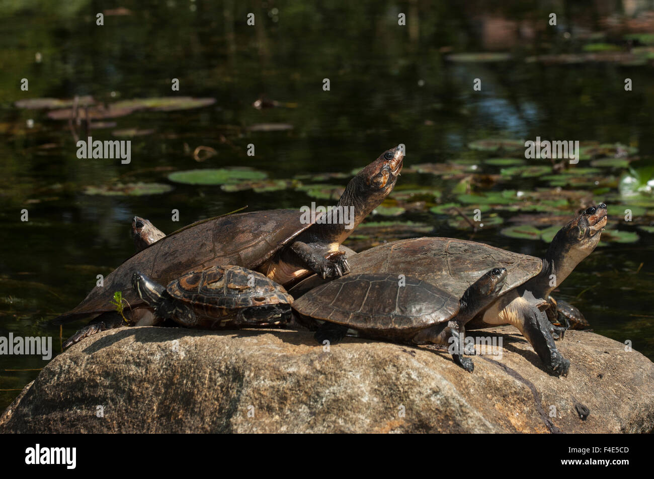Colombian Slider (Trachemys scripta callirostris) Botanical Gardens ...