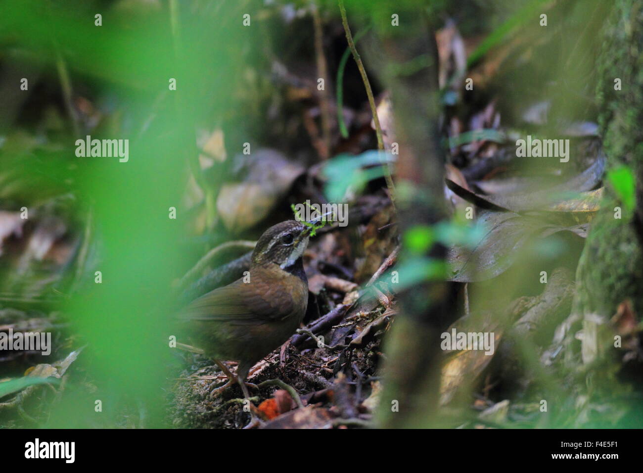 Fernwren (Oreoscopus gutturalis) in Australia Stock Photo - Alamy
