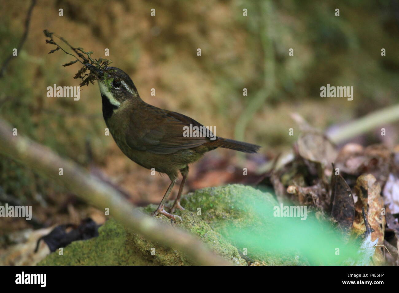 Fernwren (Oreoscopus gutturalis) in Australia Stock Photo - Alamy