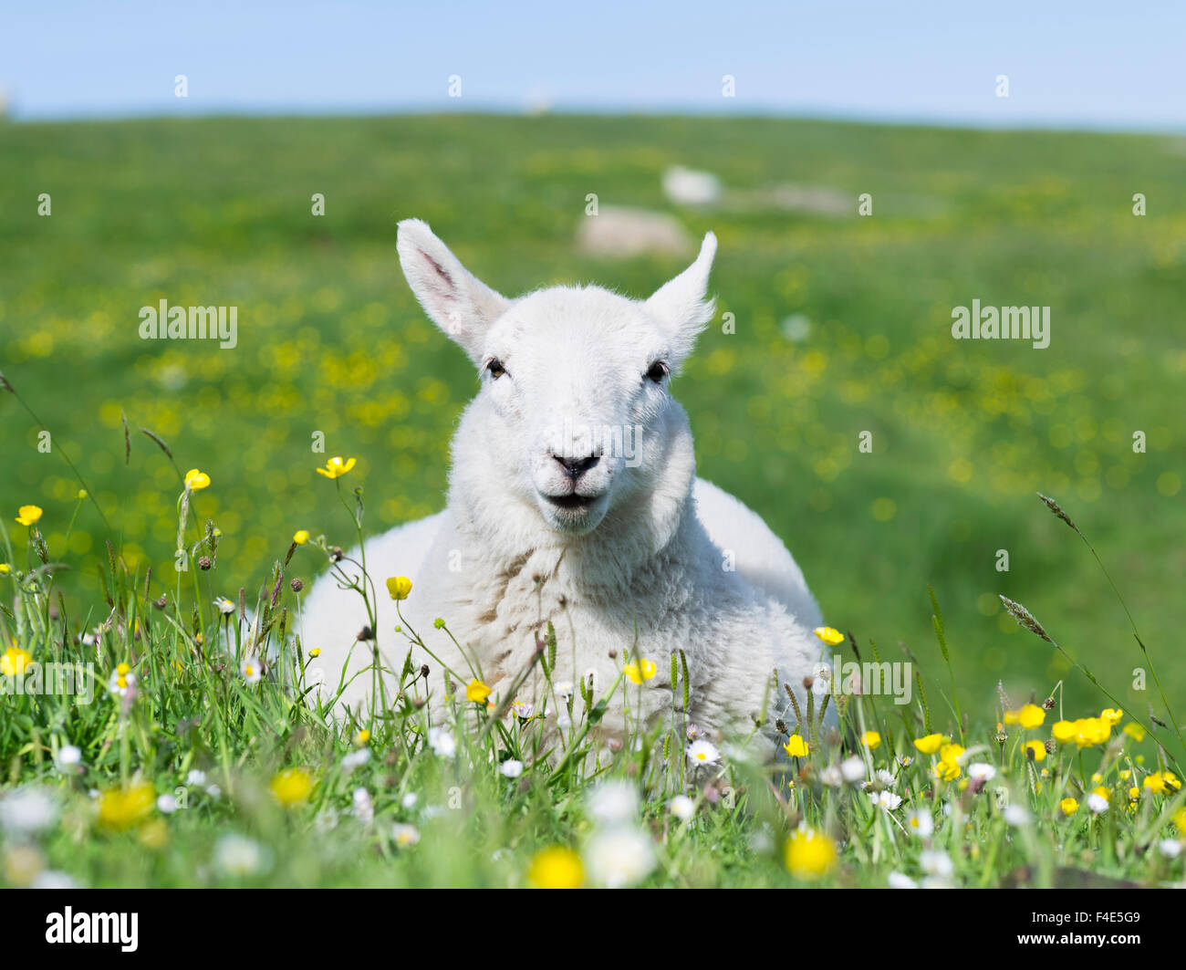 Sheep (Cheviot) on the Isle of Harris, home of the Harris Tweed ...