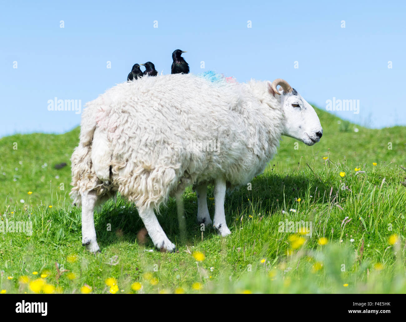 Sheep (Cheviot) on the Isle of Harris, home of the Harris Tweed ...