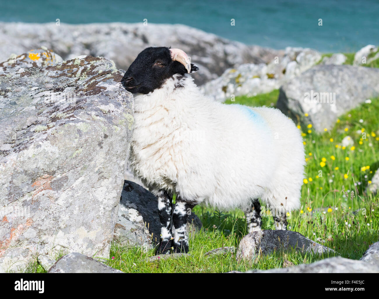 Sheep (Cheviot) on the Isle of Harris, home of the Harris Tweed, young ...