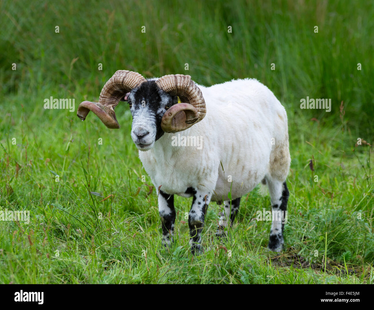 Scottish Blackface on the Isle of Harris, home of the Harris Tweed ...