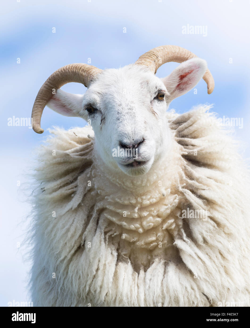 Sheep (Cheviot) on the Isle of Harris, home of the Harris Tweed. Only ...
