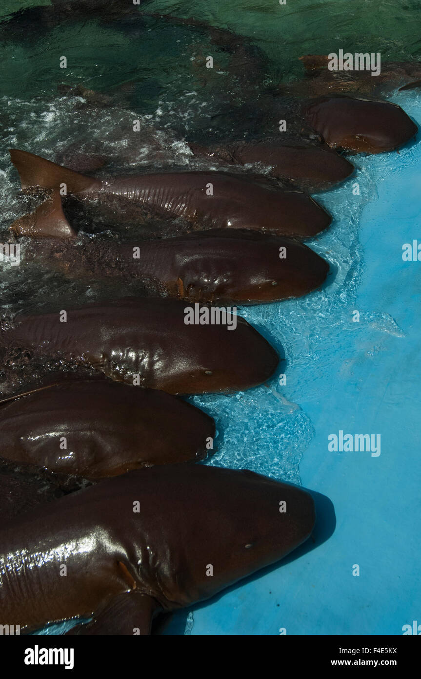 Cat Sharks in Aquarium, Islas del Rosariooff Cartagena (Cartagena de ...