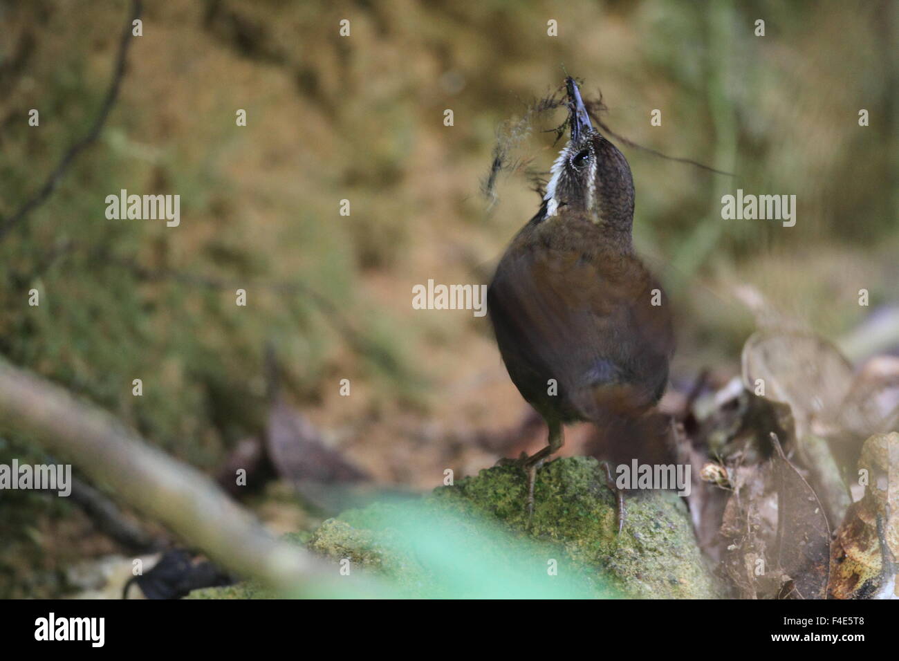 Oreoscopus gutturalis hi-res stock photography and images - Alamy