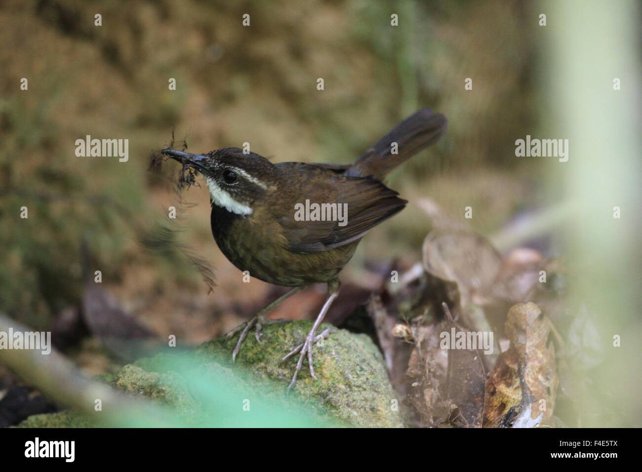 Fernwren (Oreoscopus gutturalis) in Australia Stock Photo - Alamy