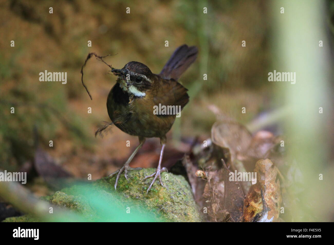 Fernwren (Oreoscopus gutturalis) in Australia Stock Photo - Alamy
