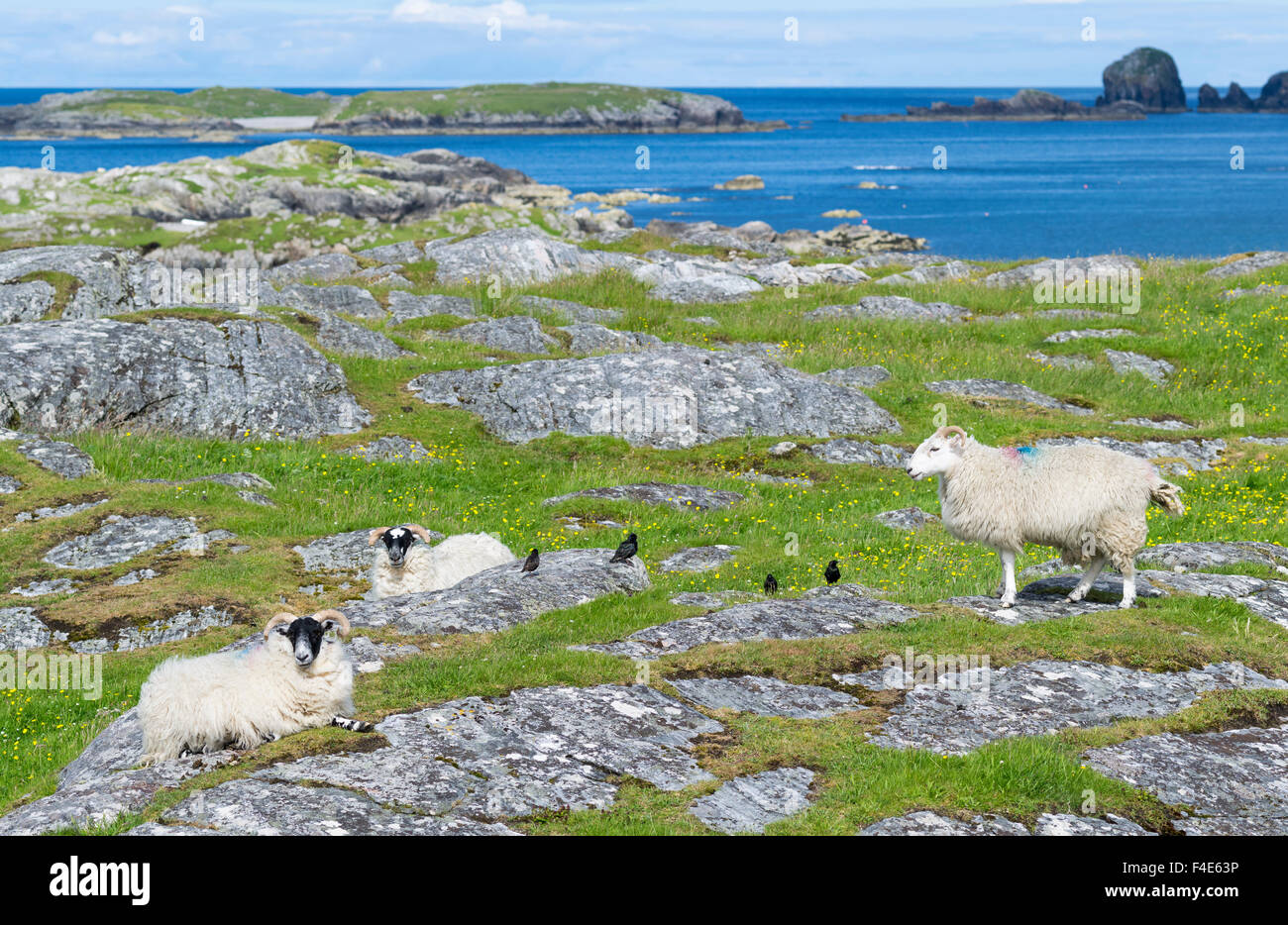 Sheep (Cheviot) on the Isle of Harris, home of the Harris Tweed ...