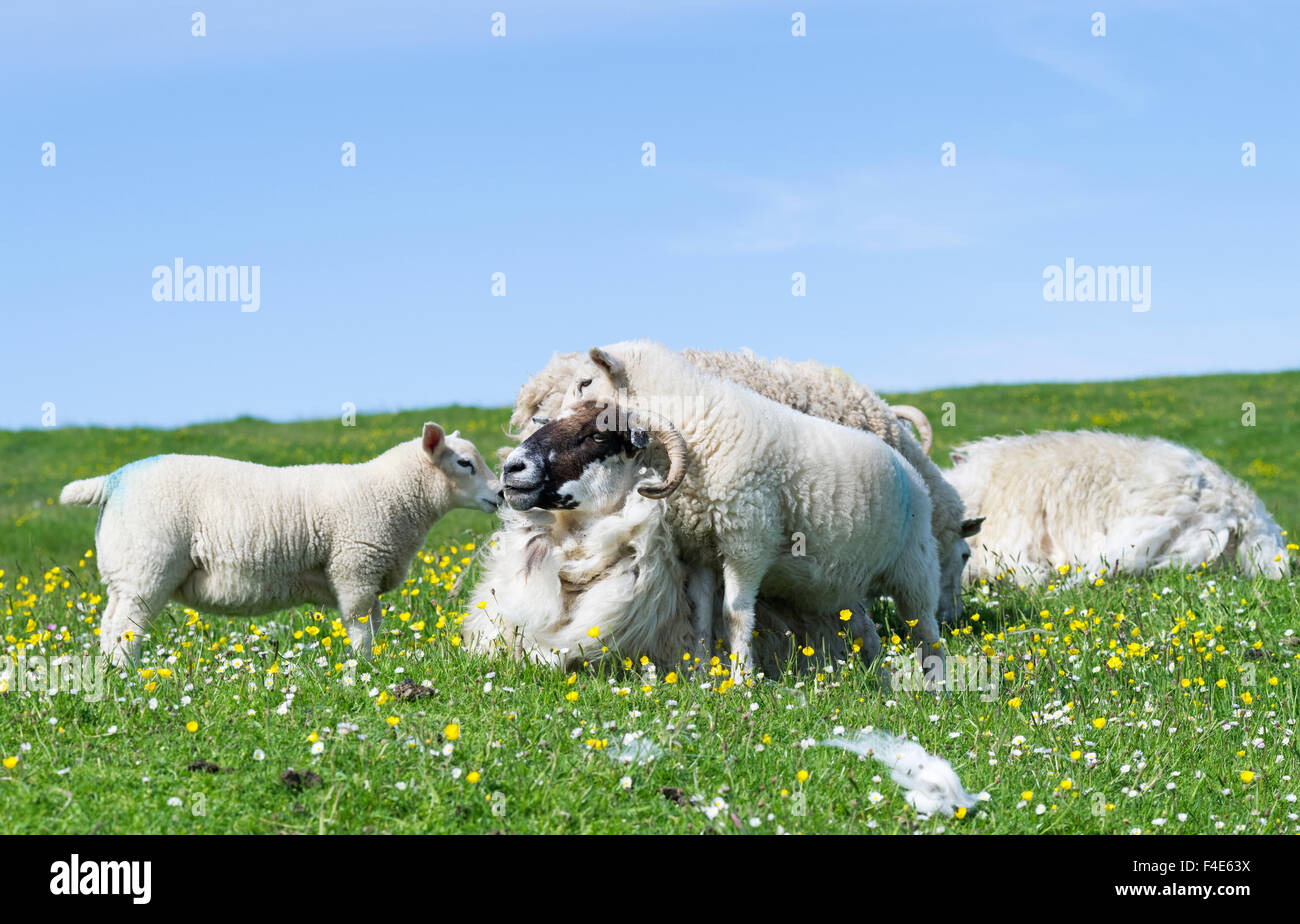 Scottish Blackface on the Isle of Harris, home of the Harris Tweed ...