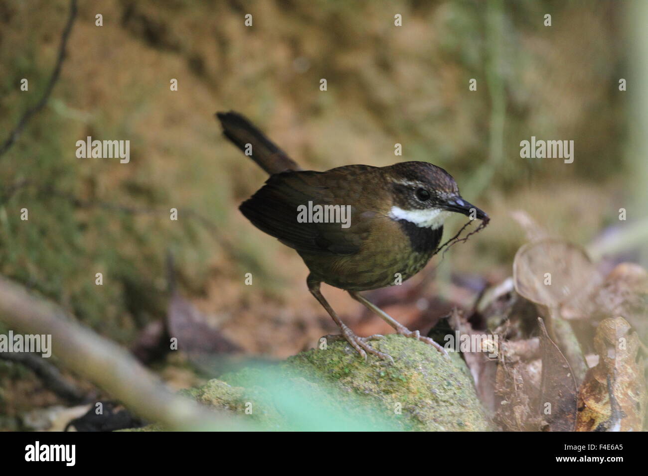 Fernwren (Oreoscopus gutturalis) in Australia Stock Photo - Alamy