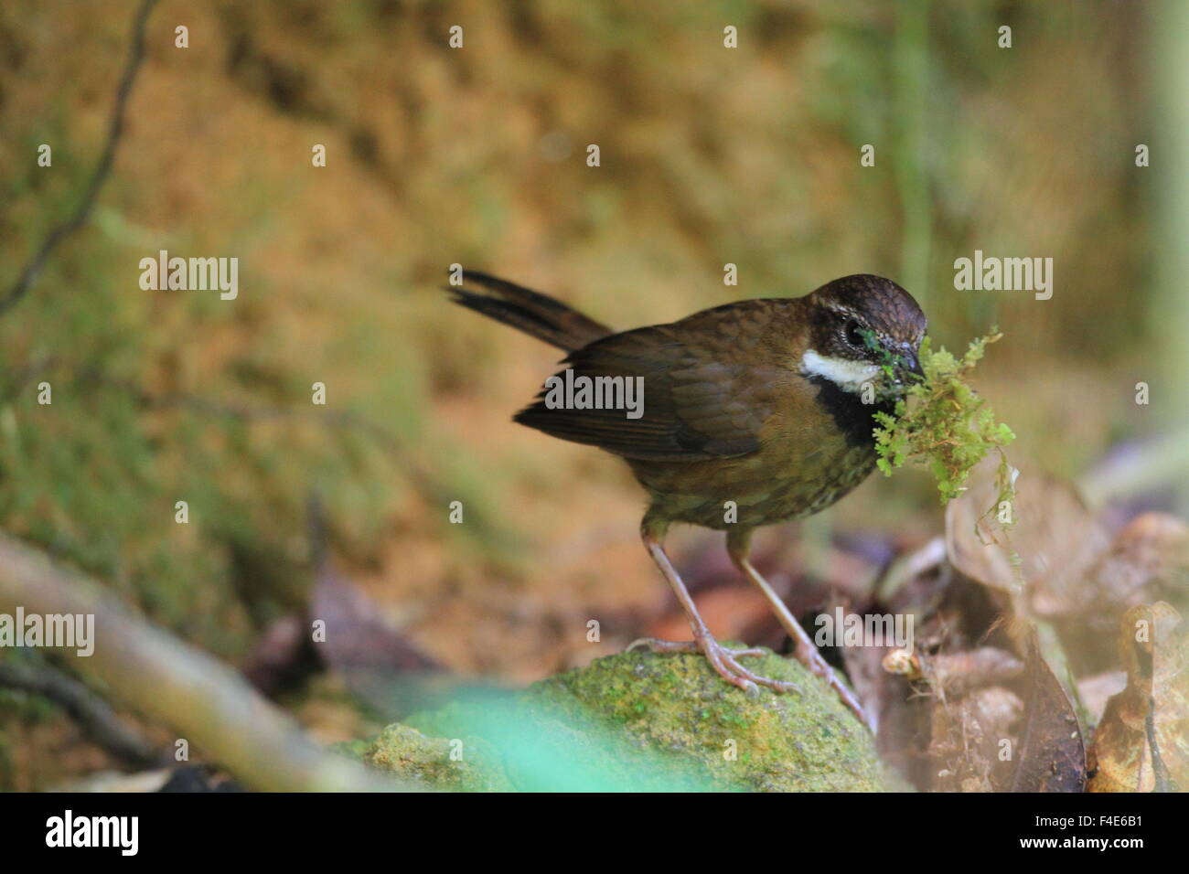 Fernwren (Oreoscopus gutturalis) in Australia Stock Photo - Alamy
