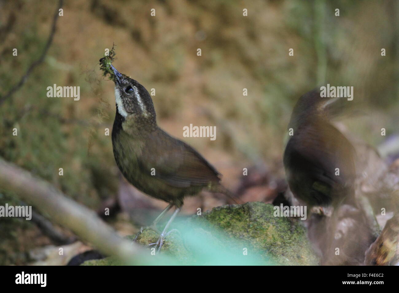 Fernwren (Oreoscopus gutturalis) in Australia Stock Photo - Alamy